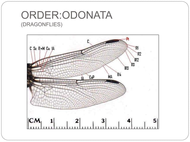 WING VENATION IN INSECTS | PPTX