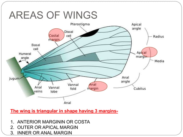 WING VENATION IN INSECTS | PPT