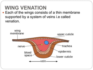WING VENATION IN INSECTS | PPTX