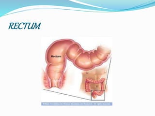 digestive system | PPT
