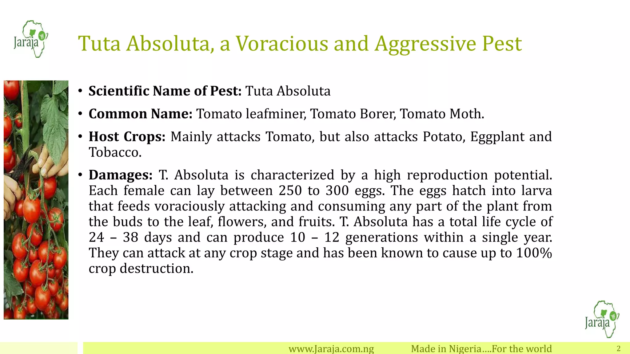 Winning the battle against tuta absoluta | PDF