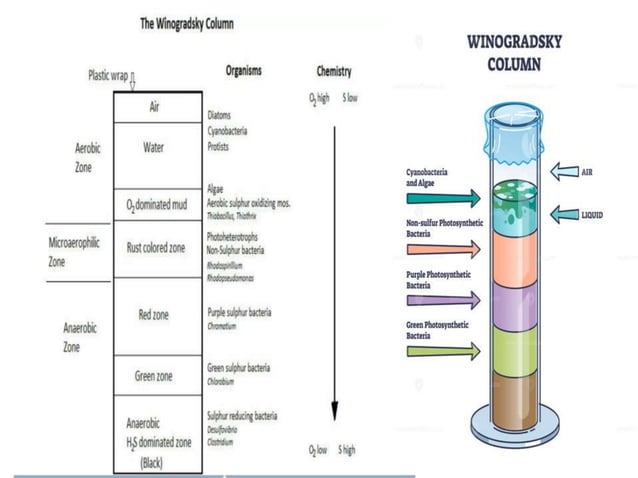 WINOGRADSKY'S COLUMN.pptx | Biological Sciences | Science