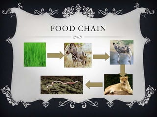 African Wild Dog Food Web