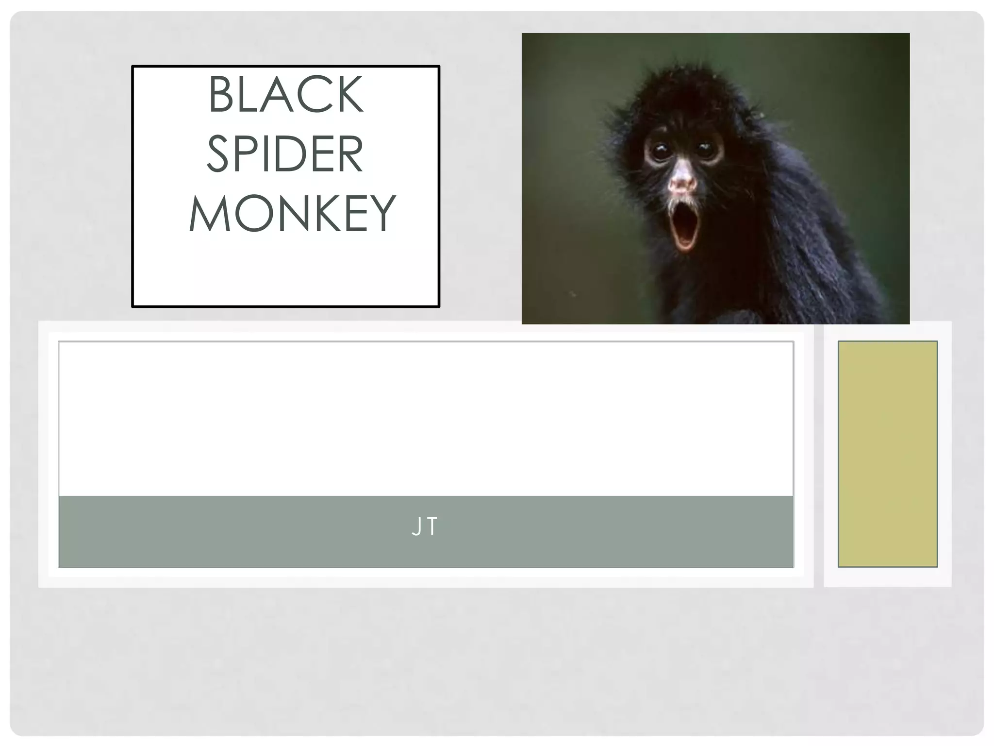 Winsor black spider_monkey | PPTX