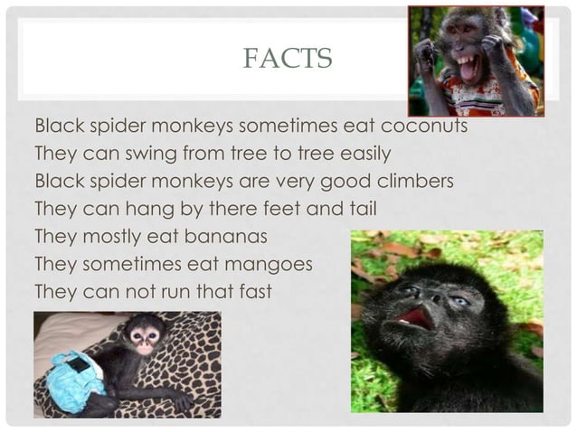 Winsor black spider_monkey | PPTX