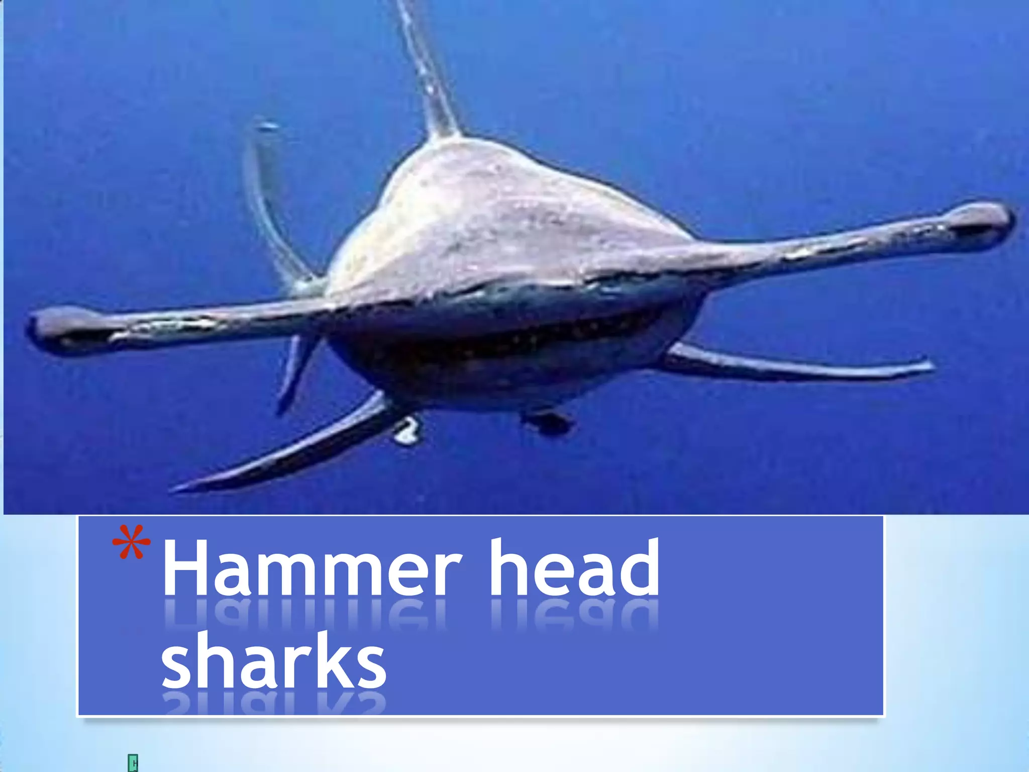 Winsor hammerhead shark | PPT