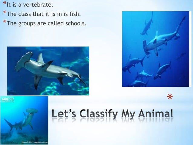 Winsor hammerhead shark | PPT