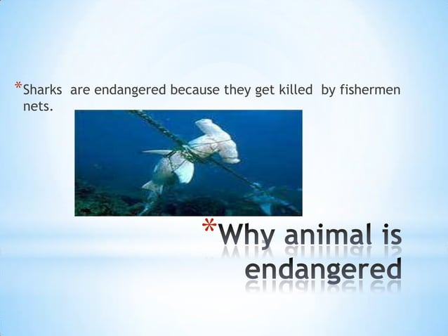 Winsor hammerhead shark | PPT