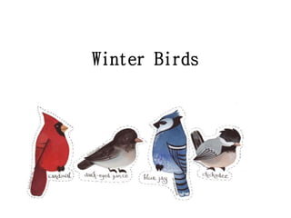 Winter birds | PPTX