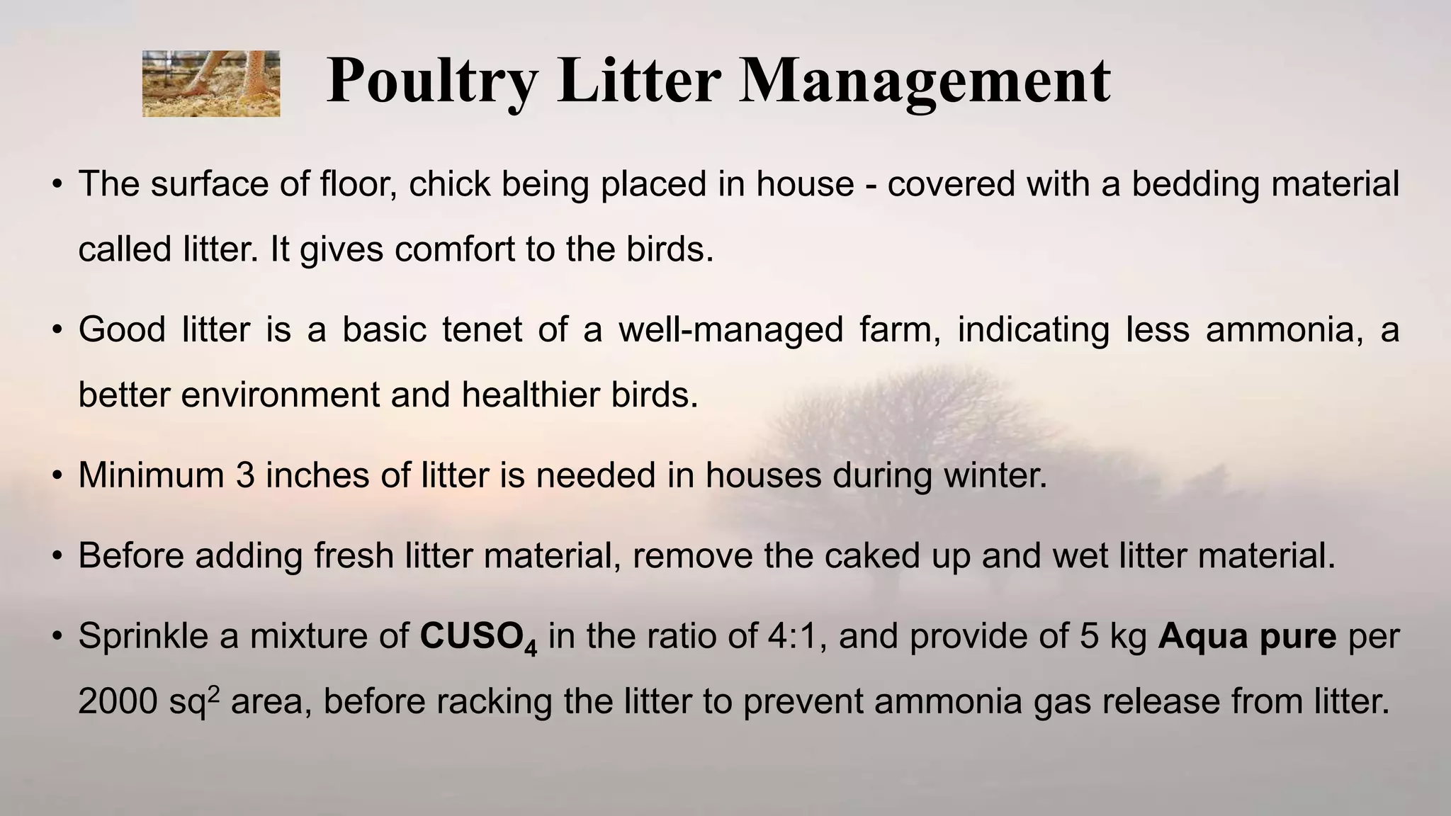 Winter Management of Poultry.ppt