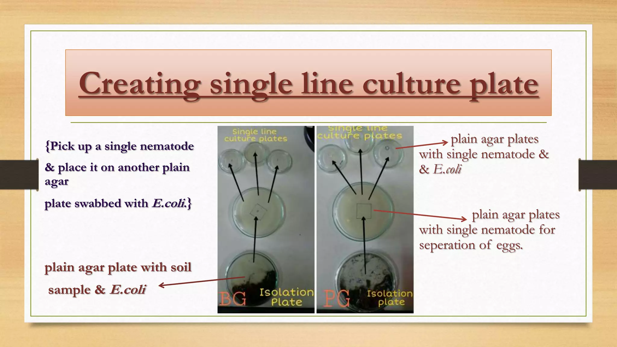 Isolation of Nematodes and Identification of C.elegans, from soil | PPTX