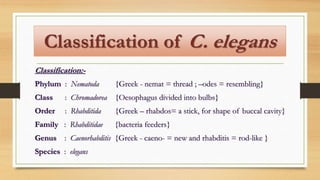 Isolation of Nematodes and Identification of C.elegans, from soil | PPTX