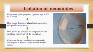 Isolation of Nematodes and Identification of C.elegans, from soil | PPTX