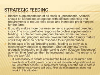 Winter Options for Cattle in Highveld of Zimbabwe | PPTX