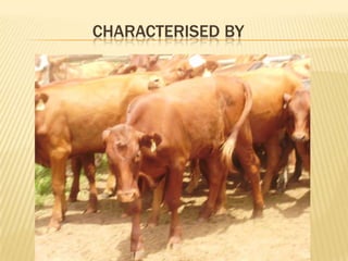 Winter Options for Cattle in Highveld of Zimbabwe | PPTX