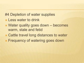 Winter Options for Cattle in Highveld of Zimbabwe | PPTX