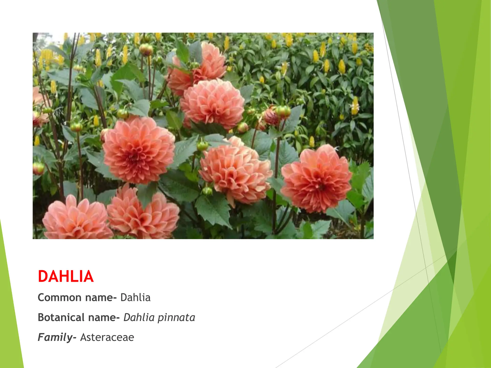 WINTER SEASON FLORICULTURE IN AGRICULTURE | PPT