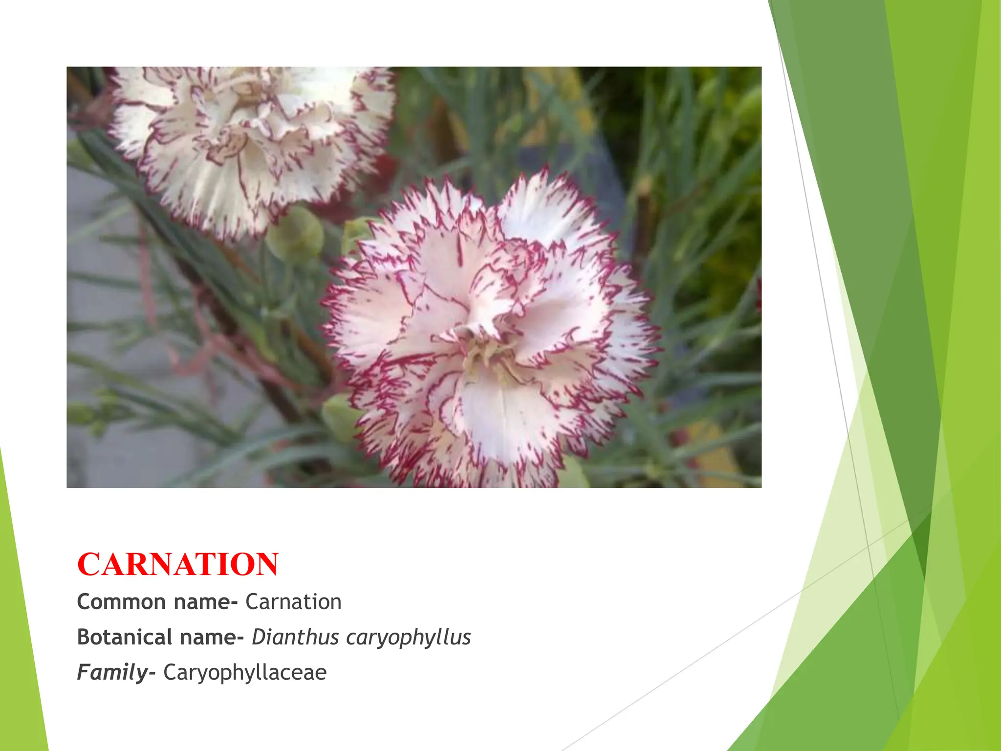 WINTER SEASON FLORICULTURE IN AGRICULTURE | PPT