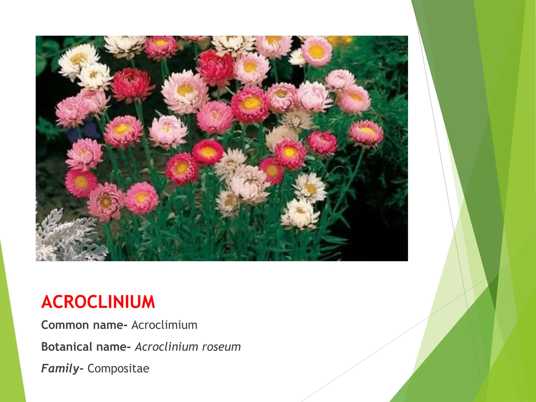 WINTER SEASON FLORICULTURE IN AGRICULTURE | PPT