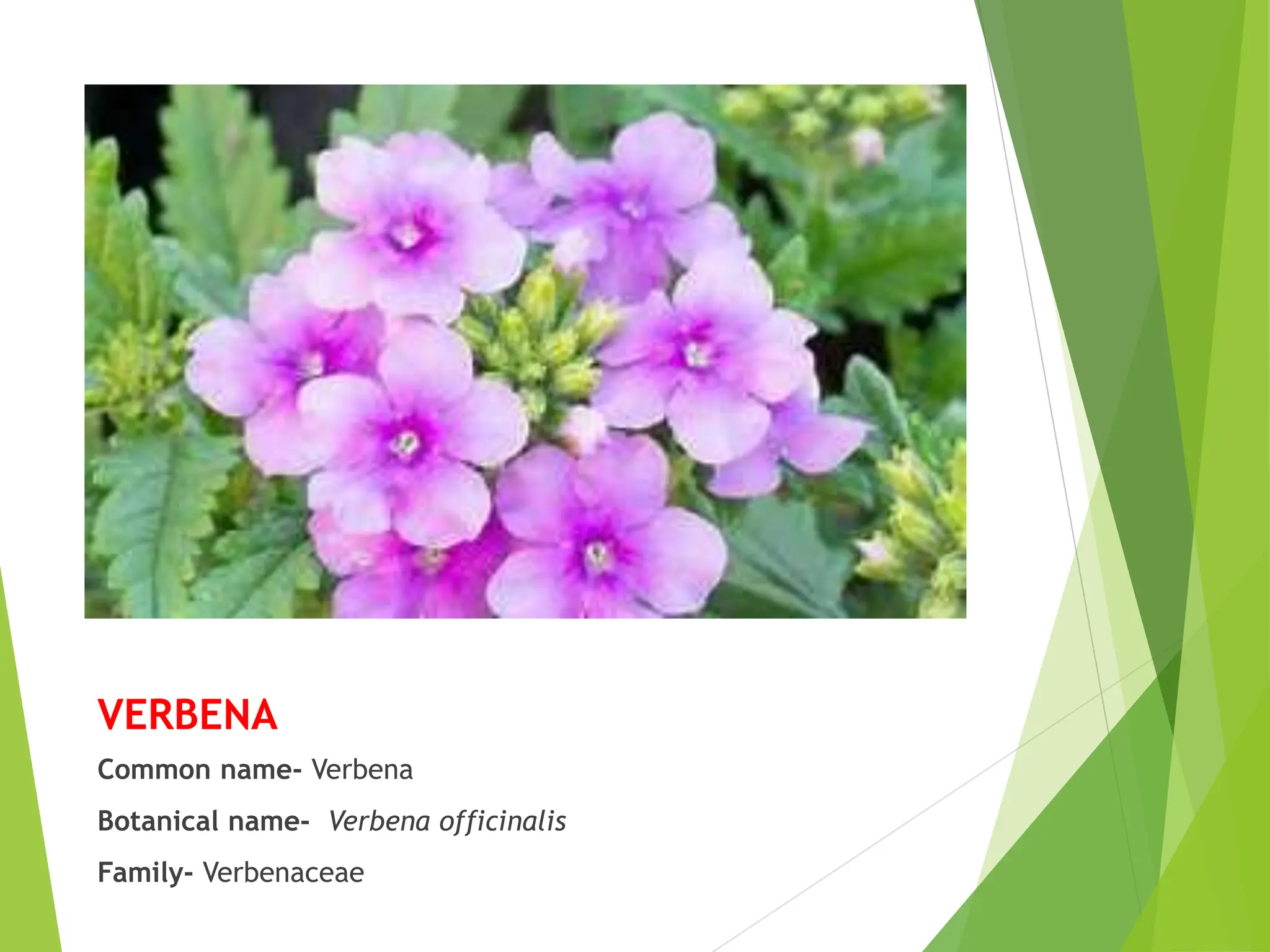WINTER SEASON FLORICULTURE IN AGRICULTURE | PPT
