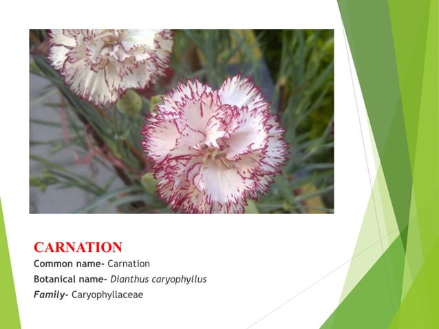 WINTER SEASON FLORICULTURE IN AGRICULTURE | PPT