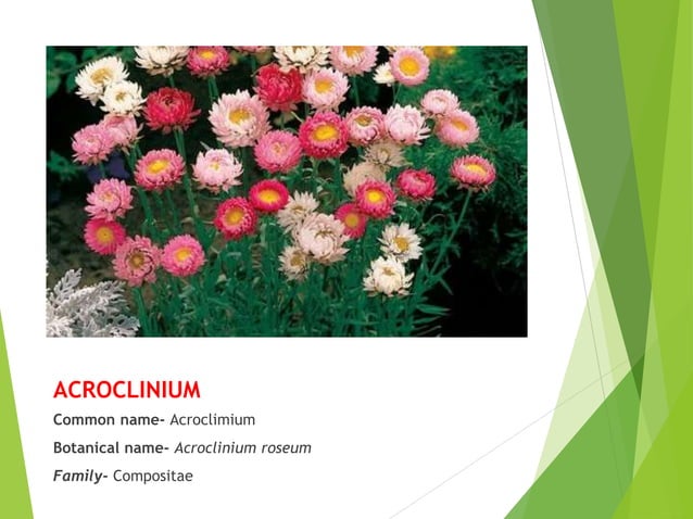 WINTER SEASON FLORICULTURE IN AGRICULTURE | PPT