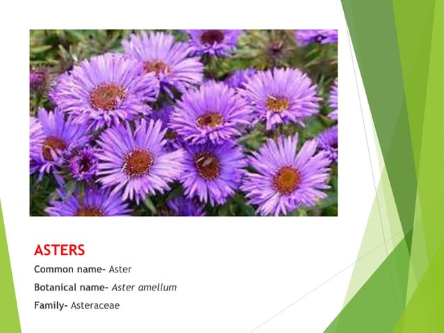 WINTER SEASON FLORICULTURE IN AGRICULTURE | PPT