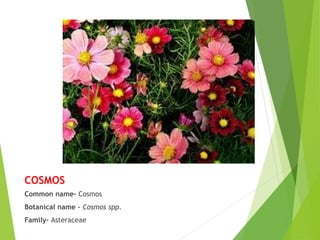 WINTER SEASON FLORICULTURE IN AGRICULTURE | PPT