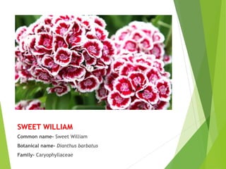 WINTER SEASON FLORICULTURE IN AGRICULTURE | PPTX