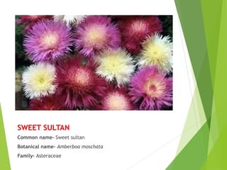 WINTER SEASON FLORICULTURE IN AGRICULTURE | PPTX