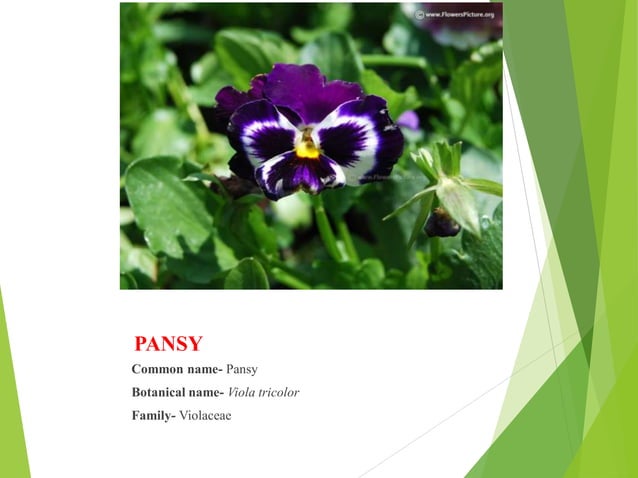 WINTER SEASON FLORICULTURE IN AGRICULTURE | PPT