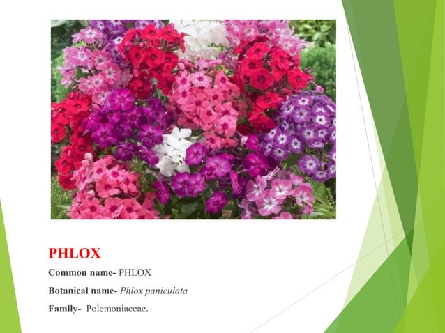 WINTER SEASON FLORICULTURE IN AGRICULTURE | PPT