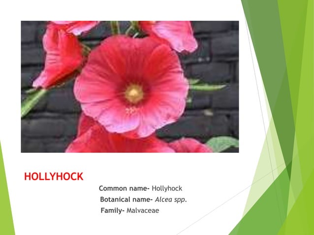 WINTER SEASON FLORICULTURE IN AGRICULTURE | PPT | Free Download