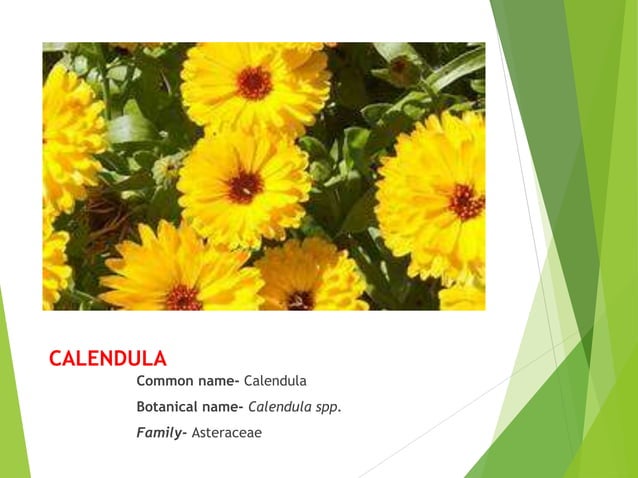 WINTER SEASON FLORICULTURE IN AGRICULTURE | PPT