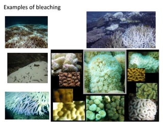 Coral bleaching response guide 2016 (Western Indian Ocean) | PPTX