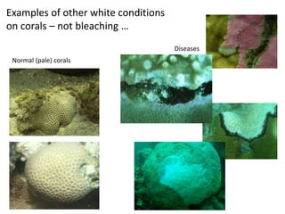 Coral bleaching response guide 2016 (Western Indian Ocean) | PPTX