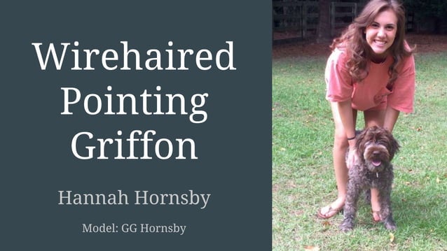 Wiredhaired pointing griffon | PPT