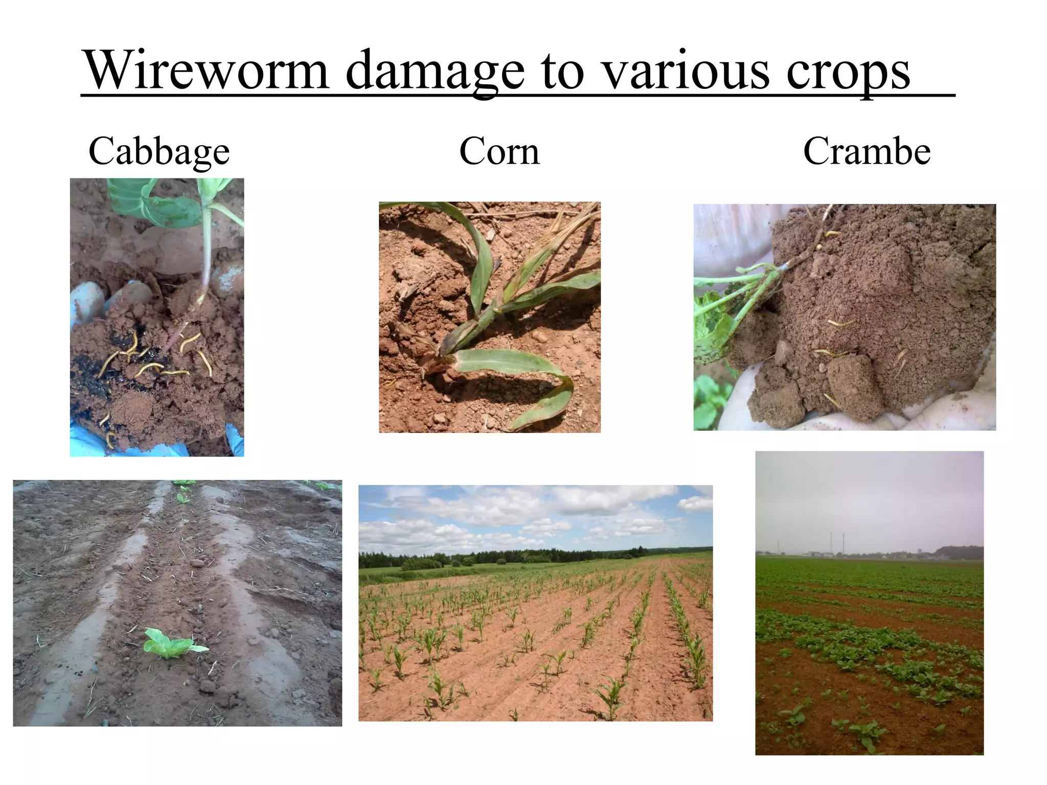 Wireworm Management in Horticultural Crops | PDF