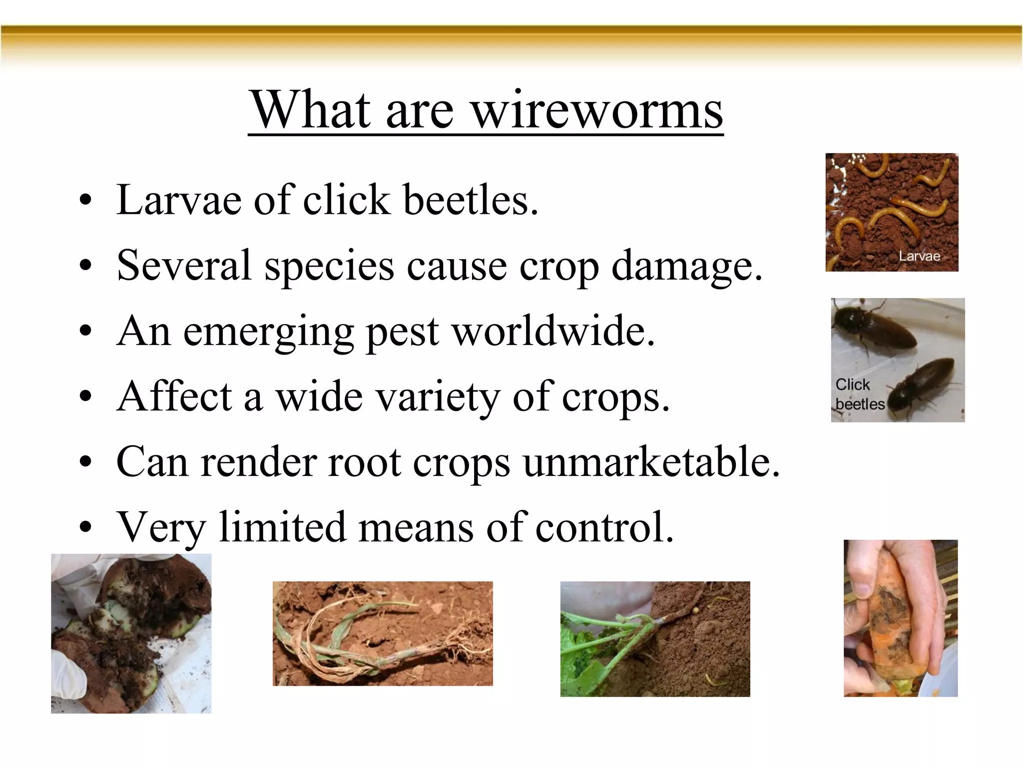 Wireworm Management in Horticultural Crops | PDF