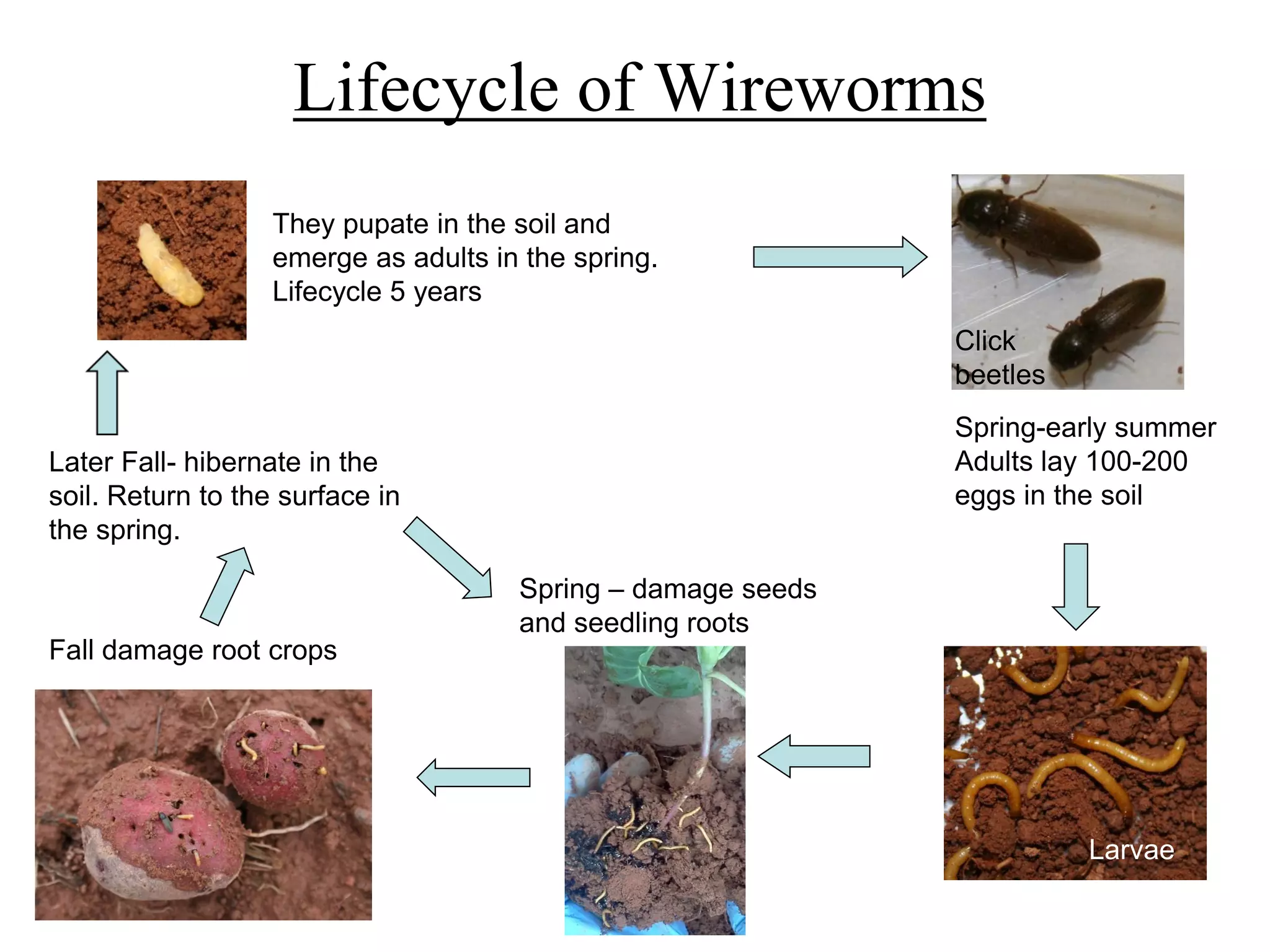 Wireworm Management in Horticultural Crops | PDF