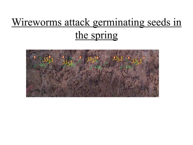 Wireworm Management in Horticultural Crops | PDF