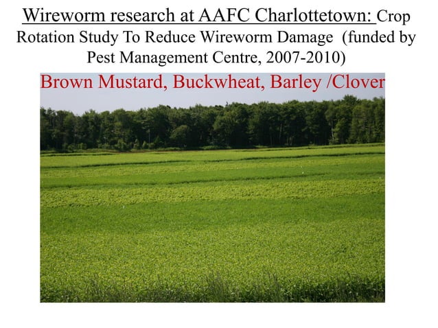 Wireworm Management in Horticultural Crops | PDF