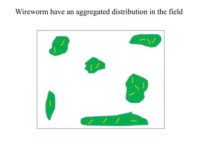 Wireworm Management in Horticultural Crops | PDF