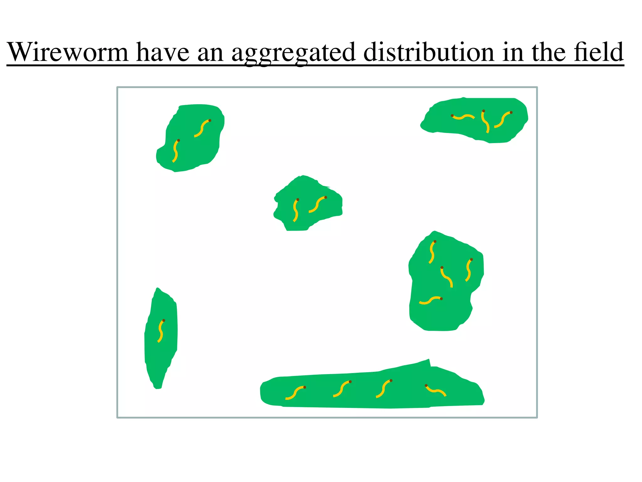 Wireworm presentation slideshow | PDF | Agriculture | Industries