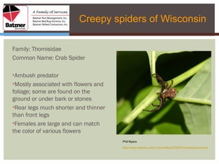 Batzner Pest Management Presents: Creepy Spiders of Wisconsin | PPT