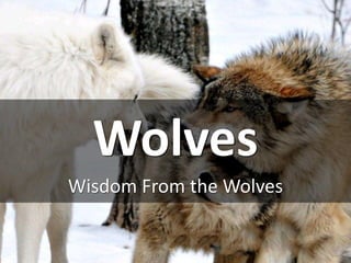 Wisdom From The Wolves | PPTX