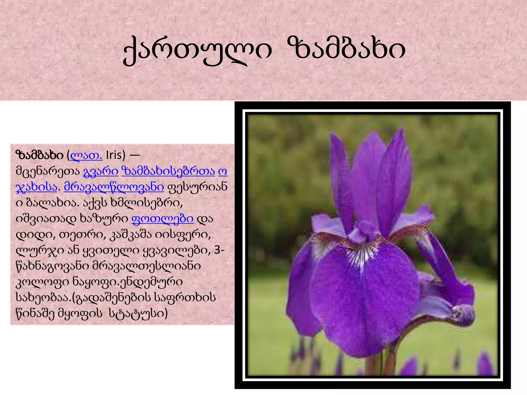 Witeli wigni | PPTX