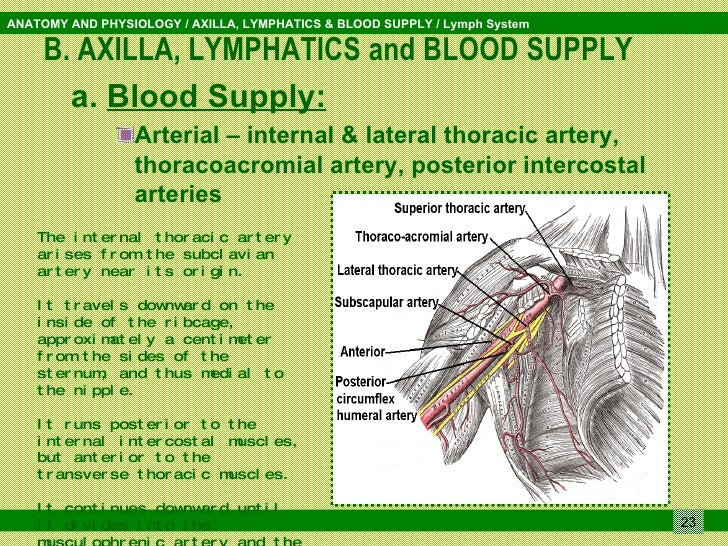 Breast and the Axilla