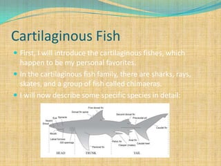 With Gills: An Intro into Marine Fish | PPTX