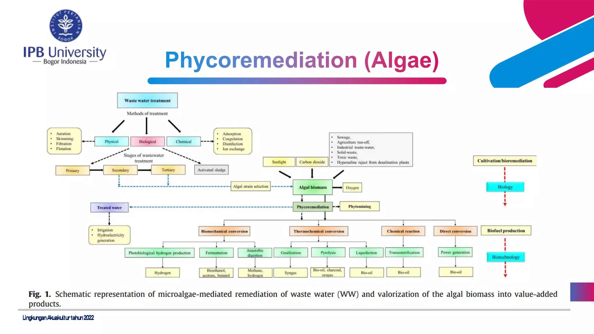 Wiwin KusumPhycoremediation bagi Lingkungan Aquaculture.pptx